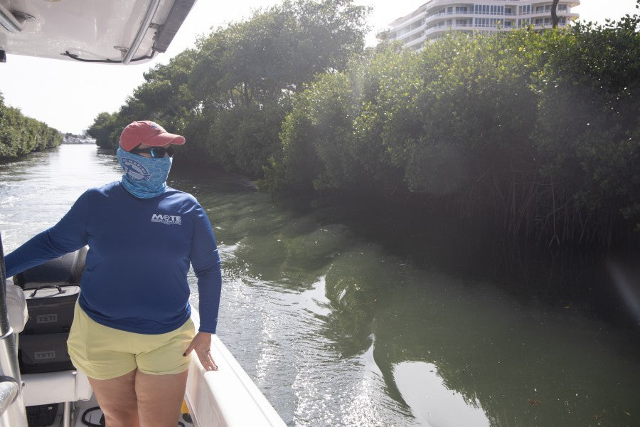 Take Action to Help Marine Life: Mote’s Stranding Investigations Progr ...