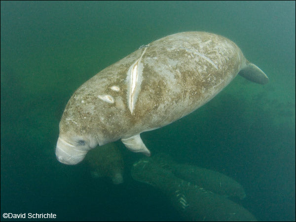 Manatee Fin