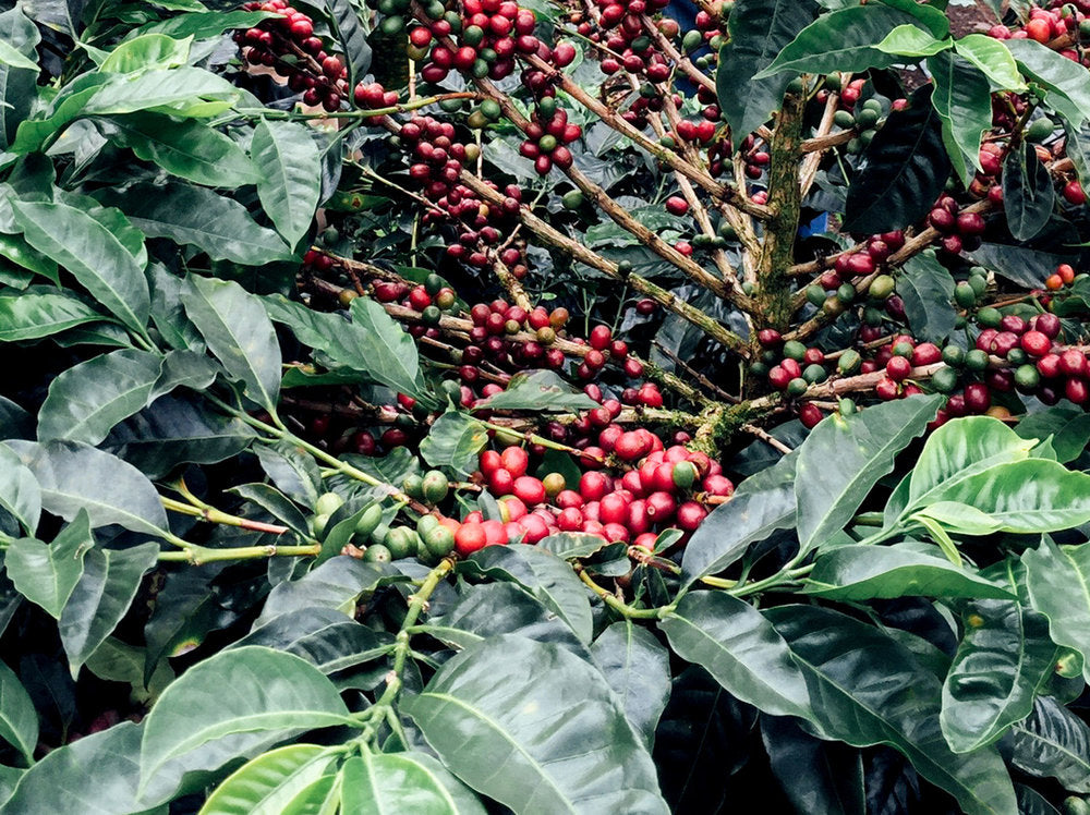 About Our Coffee | Manatee Coffee